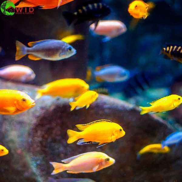 Tropical Fish - Waterways Garden Centre