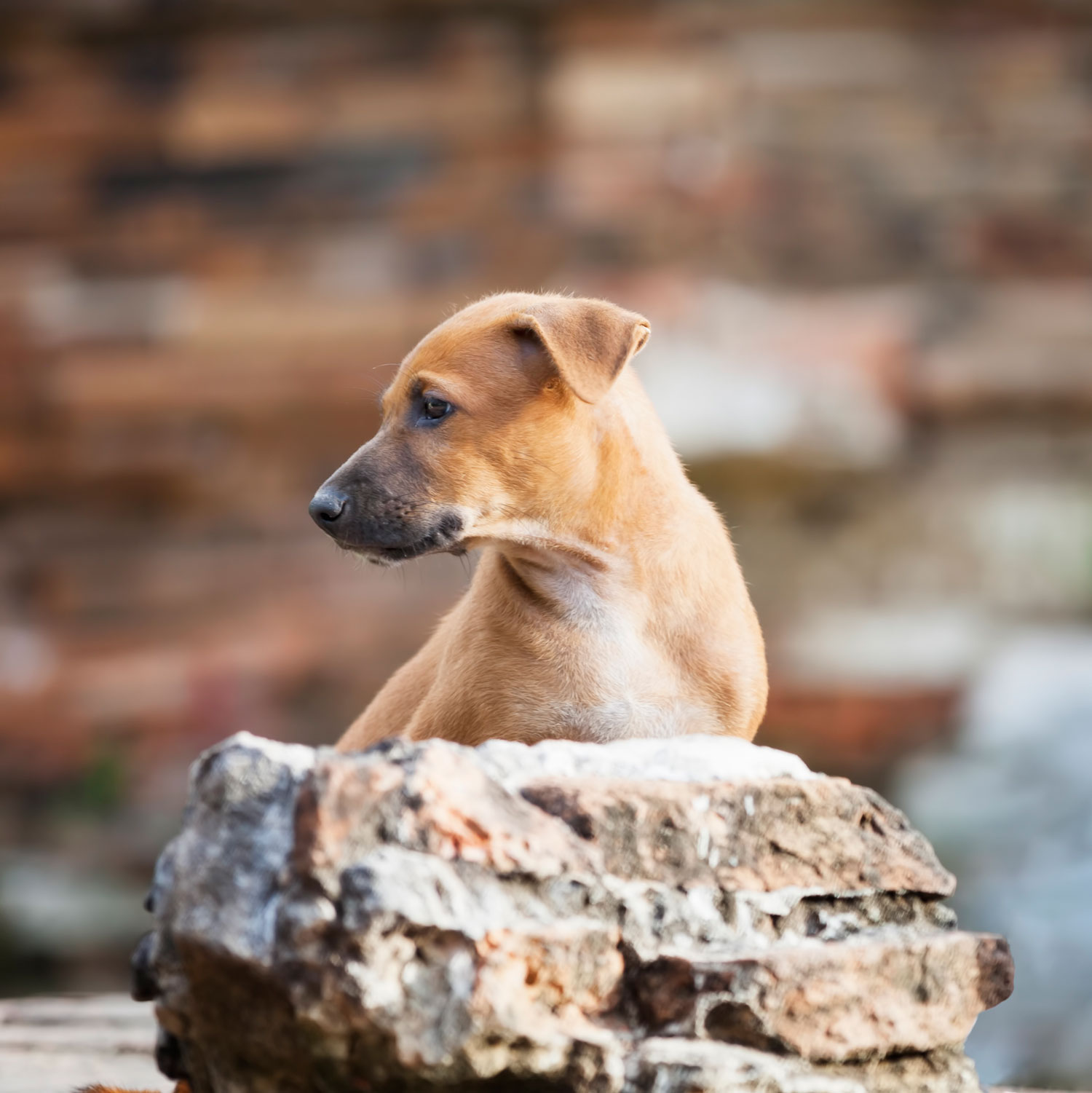 Temple dogs blog, from waterways garden centre in the UK