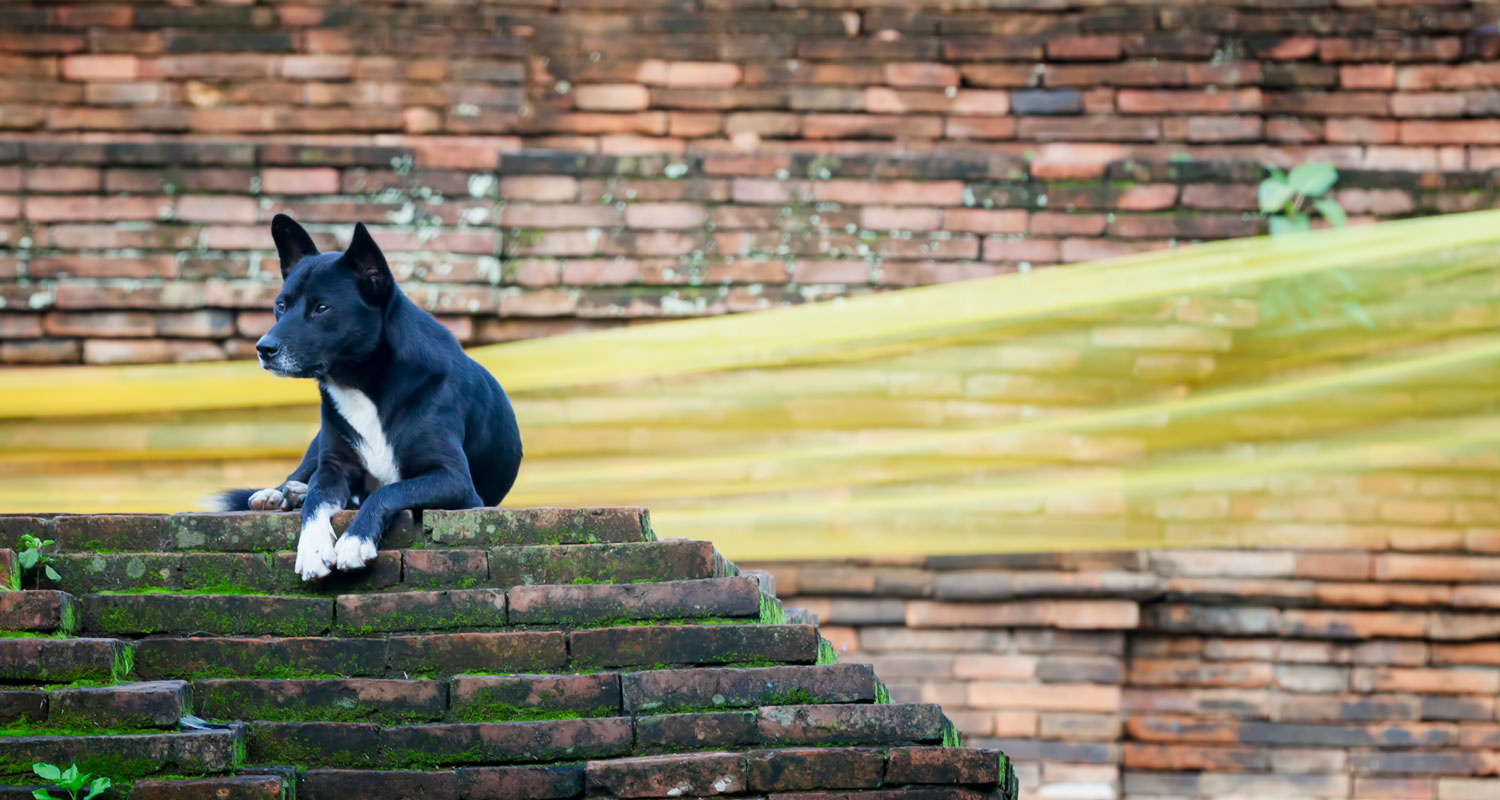 Temple dogs blog, from waterways garden centre in the UK