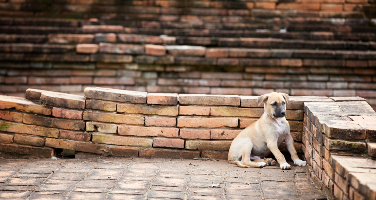 Temple dogs blog, from waterways garden centre in the UK