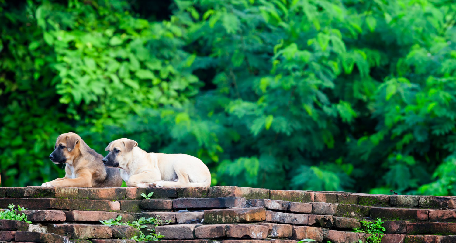 Temple dogs blog, from waterways garden centre in the UK