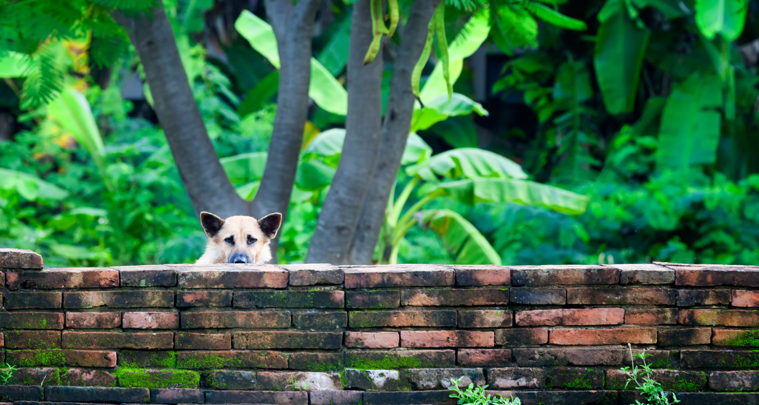 Temple dogs blog, from waterways garden centre in the UK