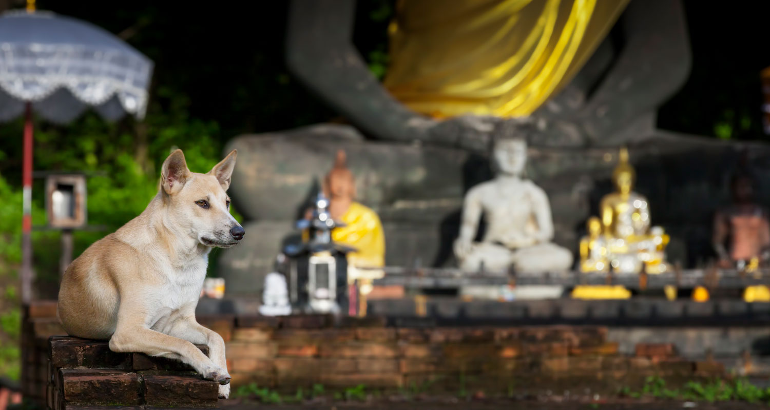 Temple dogs blog, from waterways garden centre in the UK