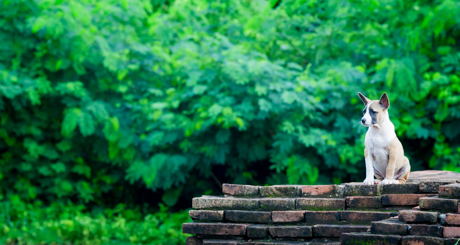 Temple dogs blog, from waterways garden centre in the UK