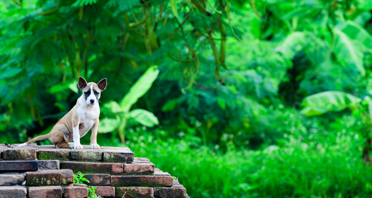 Temple dogs blog, from waterways garden centre in the UK