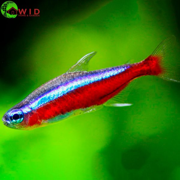 Tropical Fish - Waterways Garden Centre